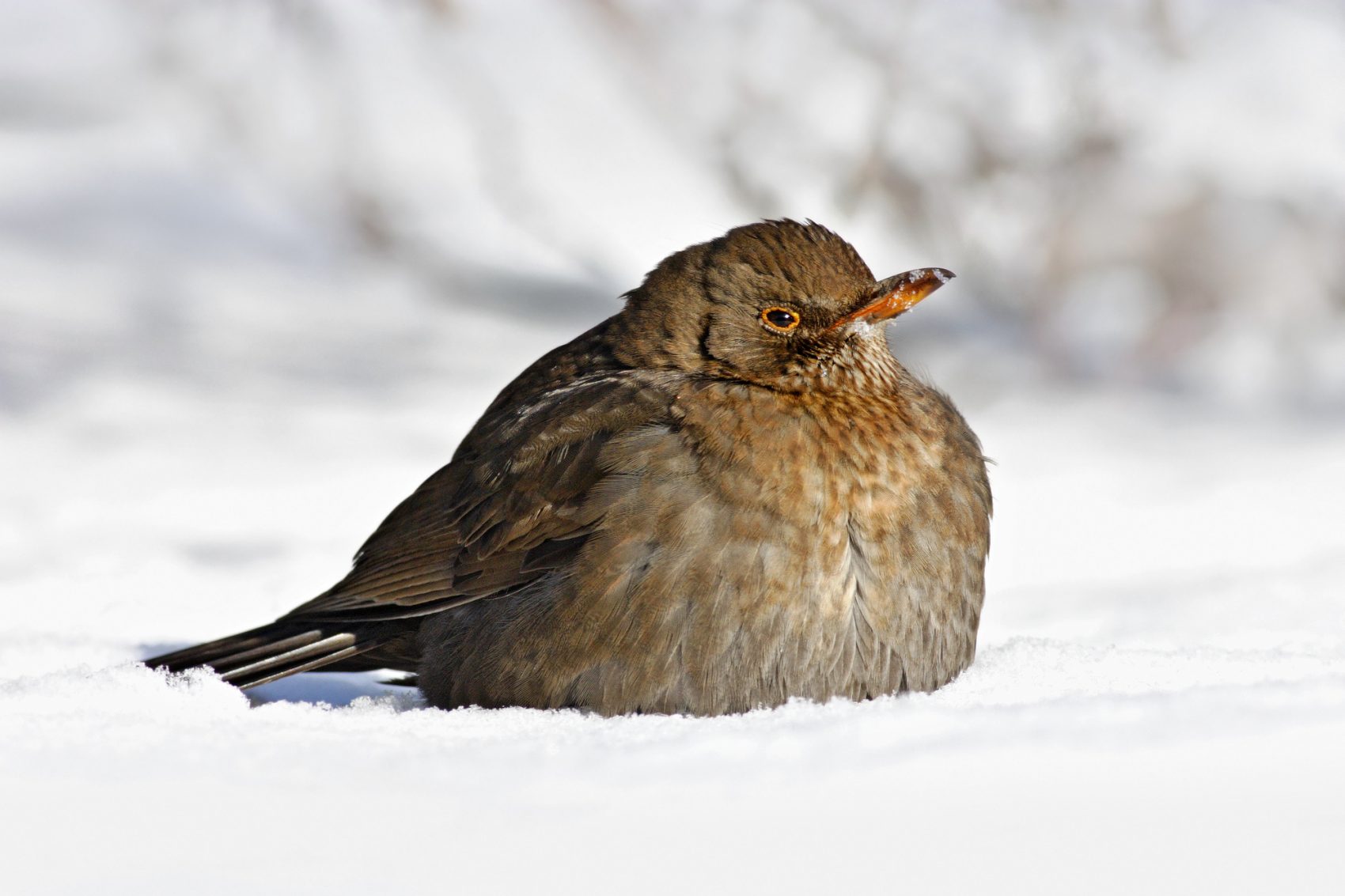 La leggenda dei giorni della merla raccontata ai bambini